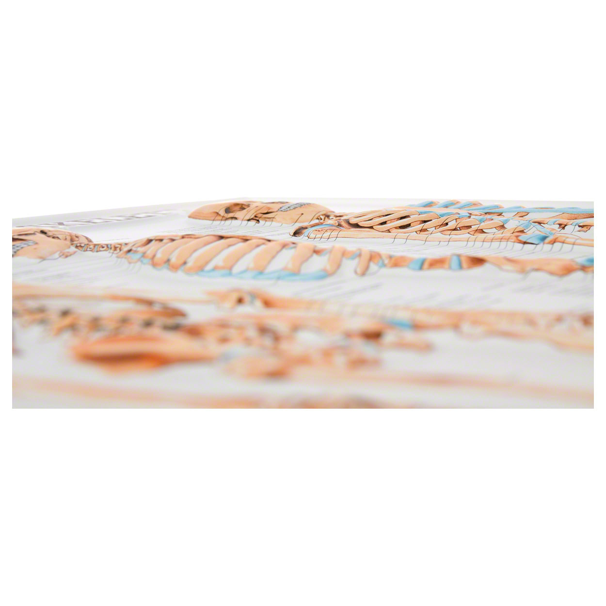 Relief panel The human skeleton, LxW 74x54 cm buy online | Sport-Tec