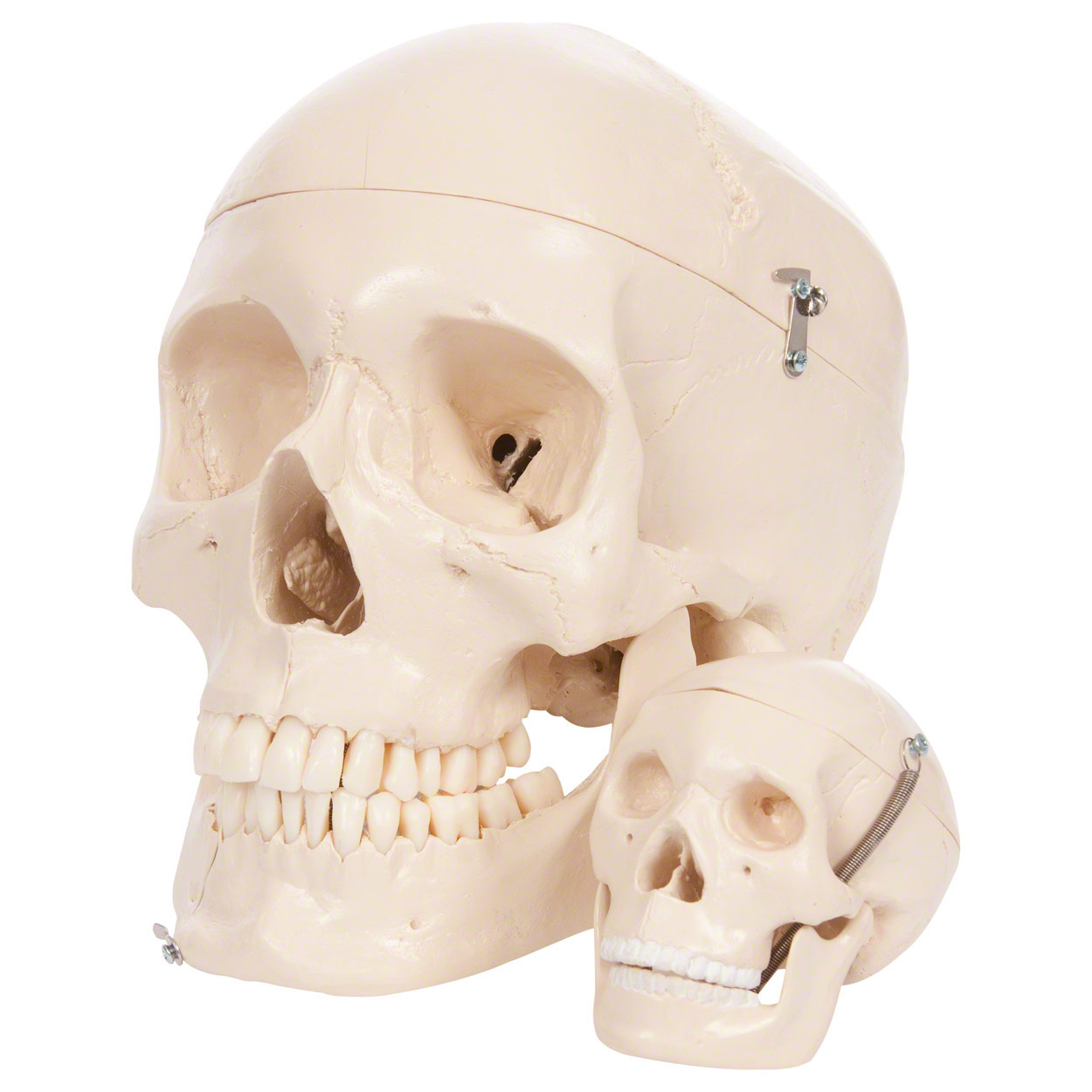 Mini skull, 3-piece. buy online | Sport-Tec