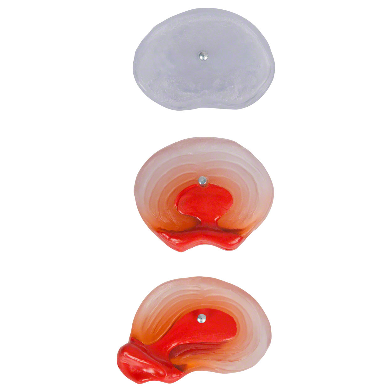 Hernia model LxWxH 19x19x19 cm buy online | Sport-Tec