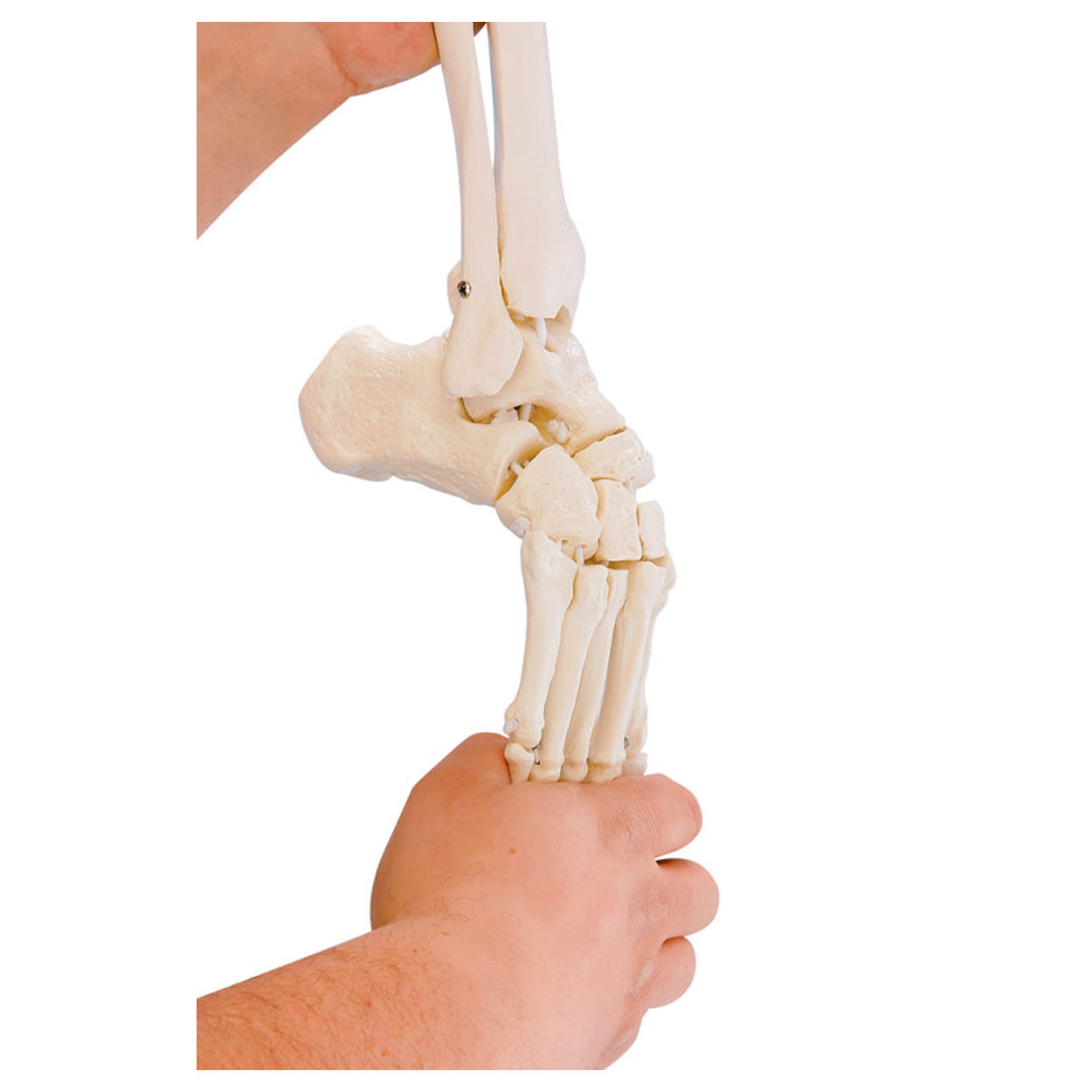 Foot skeleton with the lower leg stump, mobile buy online | Sport-Tec