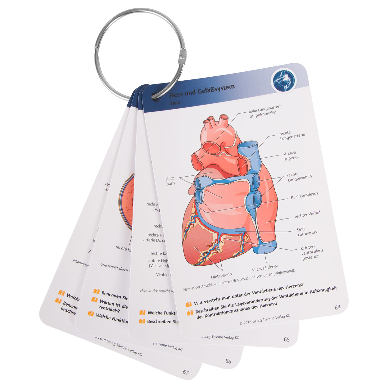 physiotherapy cards - Physiology for physiotherapists, 415 cards buy online | Sport-Tec