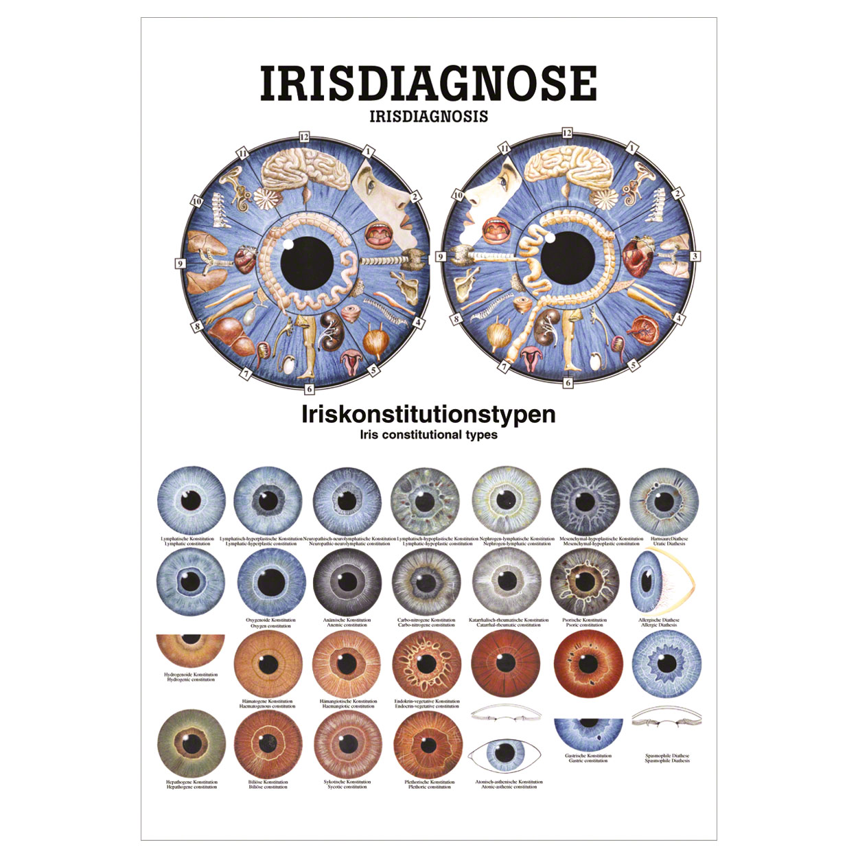 Mini-Poster - Iridology - , LxW 34x24 cm - buy online | Sport-Tec
