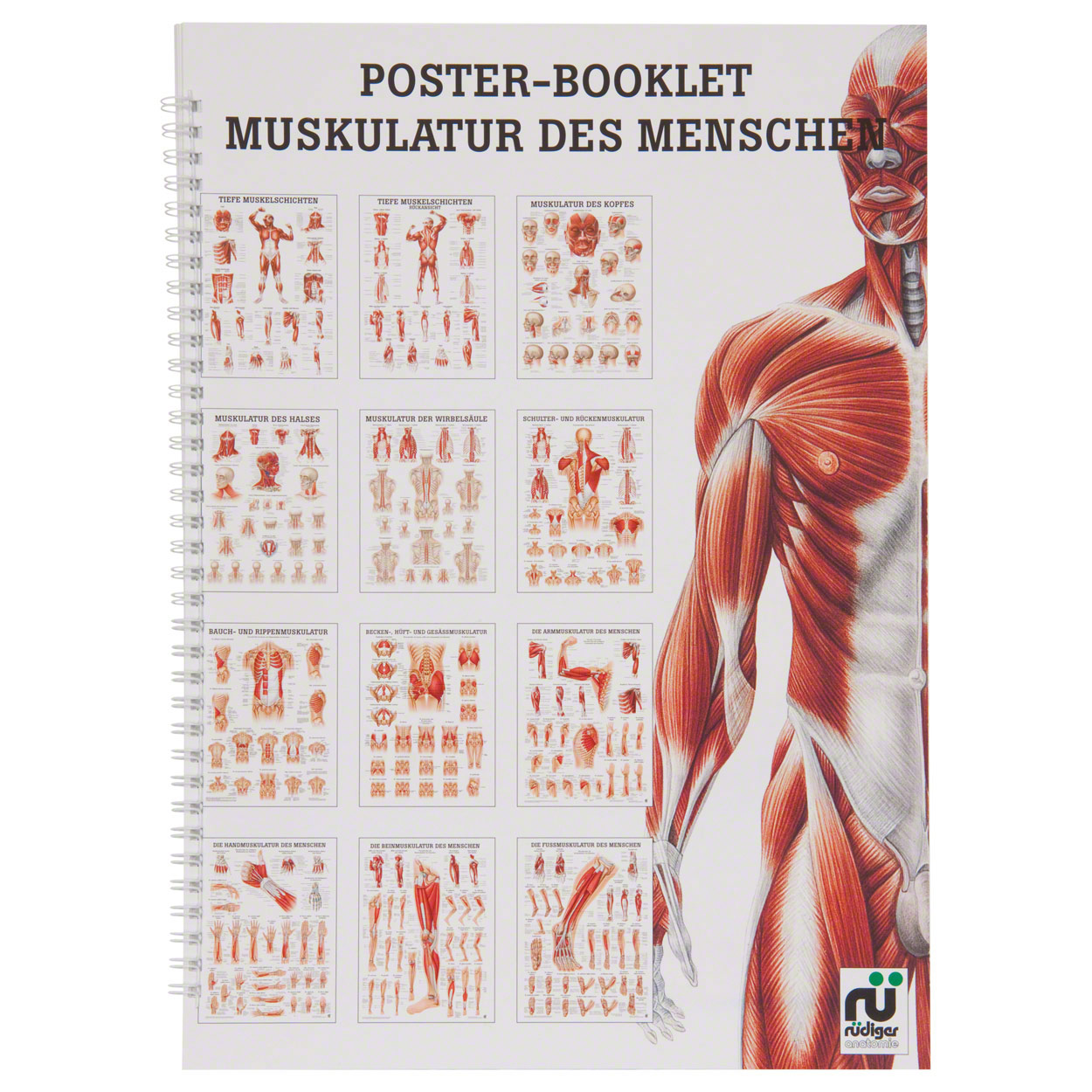 Mini poster booklet - human muscles - , LxW 34x24 cm, 12 posters - buy ...
