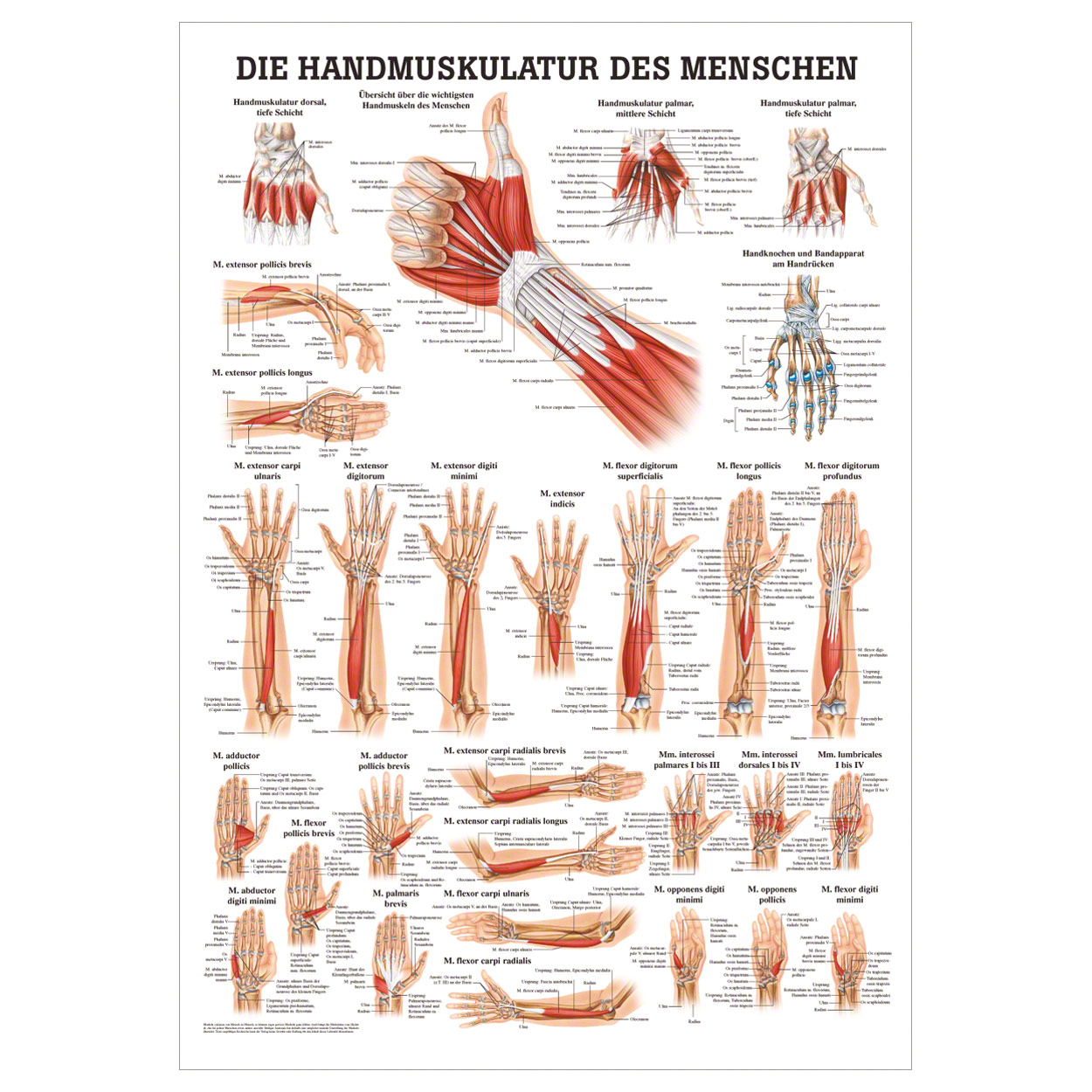 Mini-poster - hand muscles - L x W 34x24 cm buy online | Sport-Tec