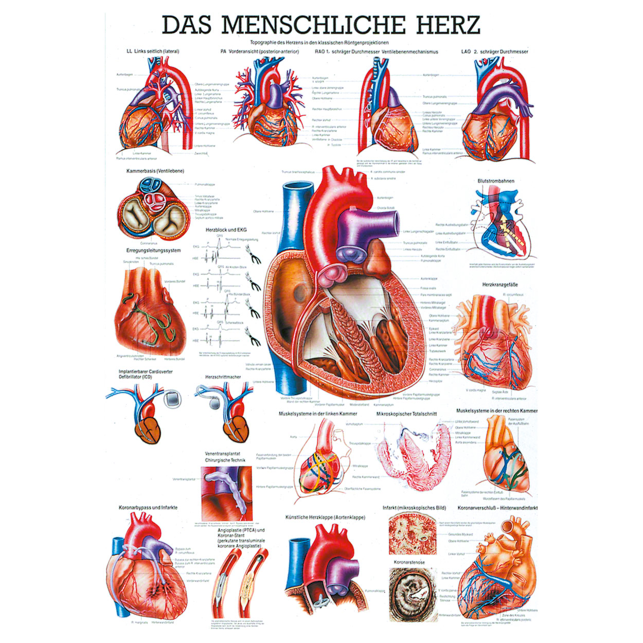 Poster The Heart, LxW 70x50 cm - buy online | Sport-Tec