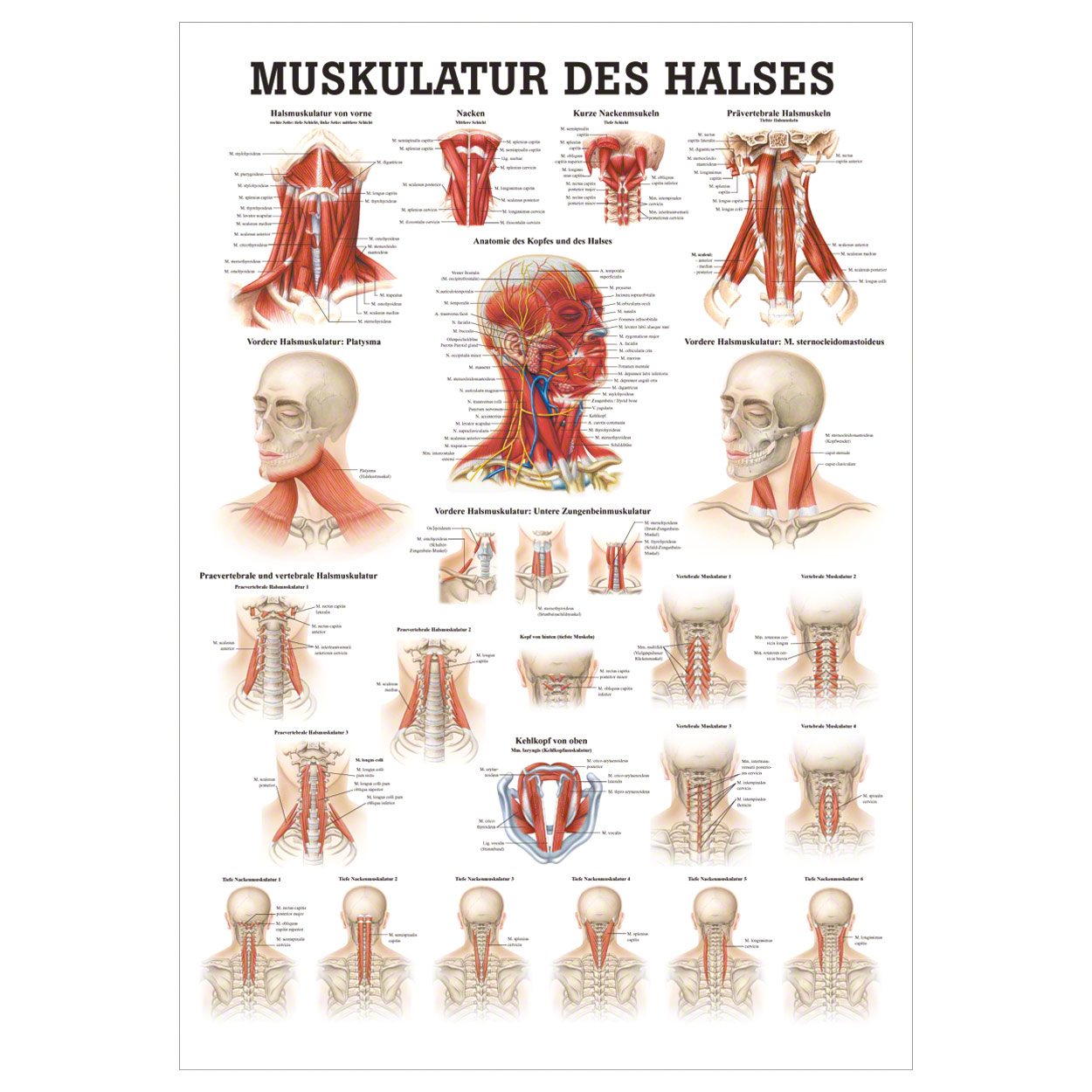 Poster - muscles of the neck, - L x W 70x50 cm