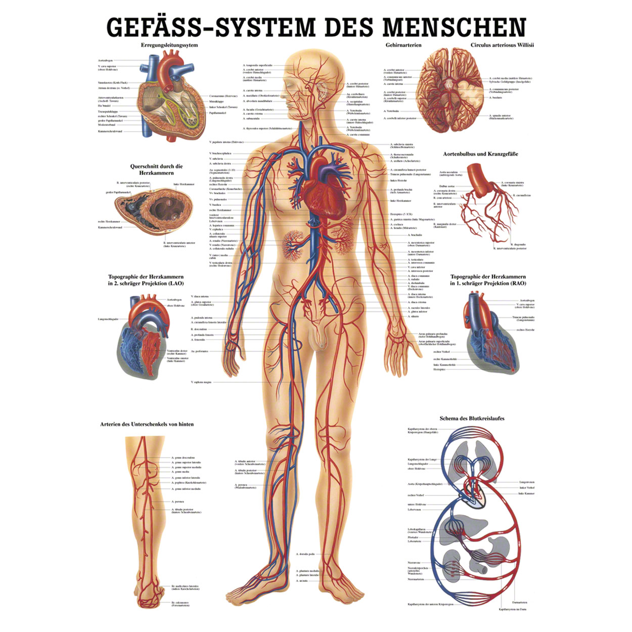 Menschen Schema