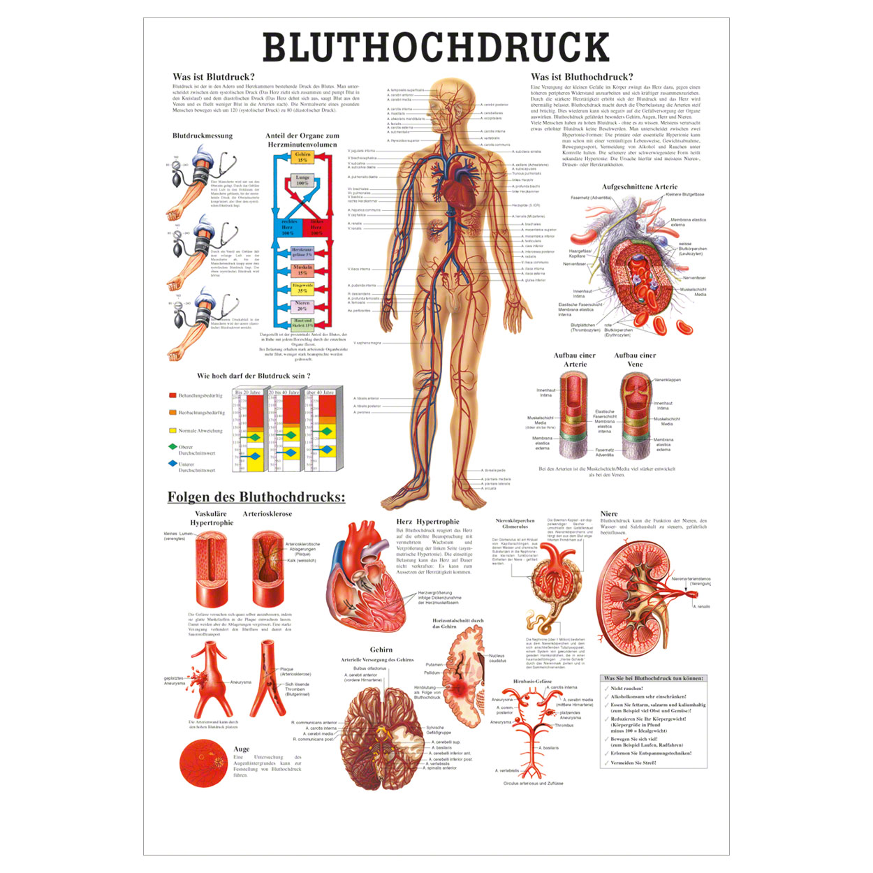 Posters - high blood pressure - , LxW 70x50 cm buy online | Sport-Tec