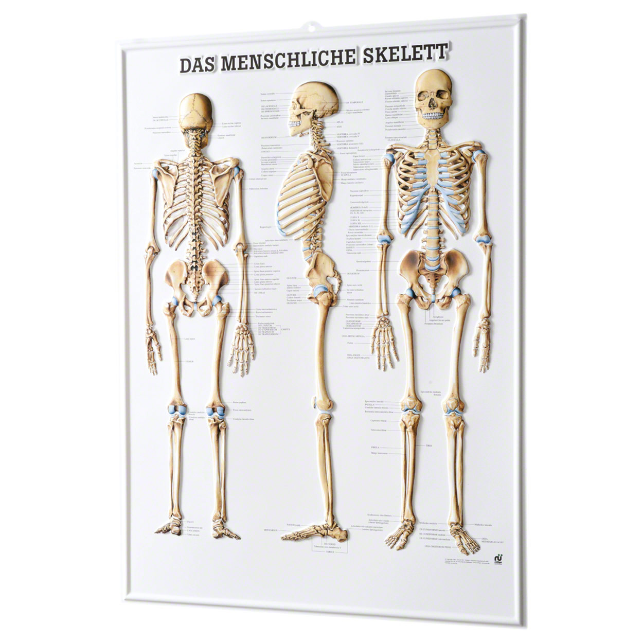 Relief panel The human skeleton, LxW 74x54 cm - buy online | Sport-Tec