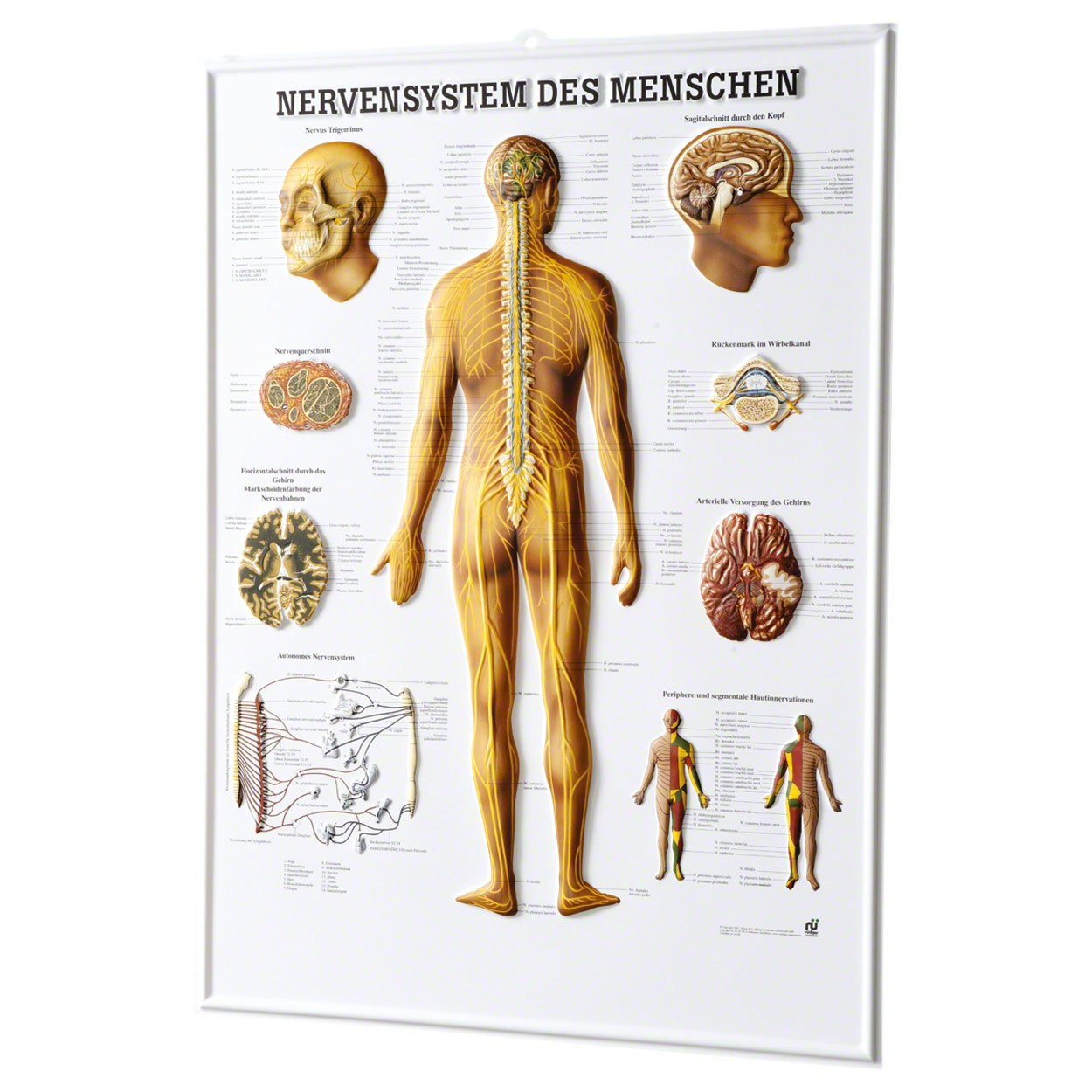Relief panel human nervous system, LxW 74x54 cm - buy online | Sport-Tec