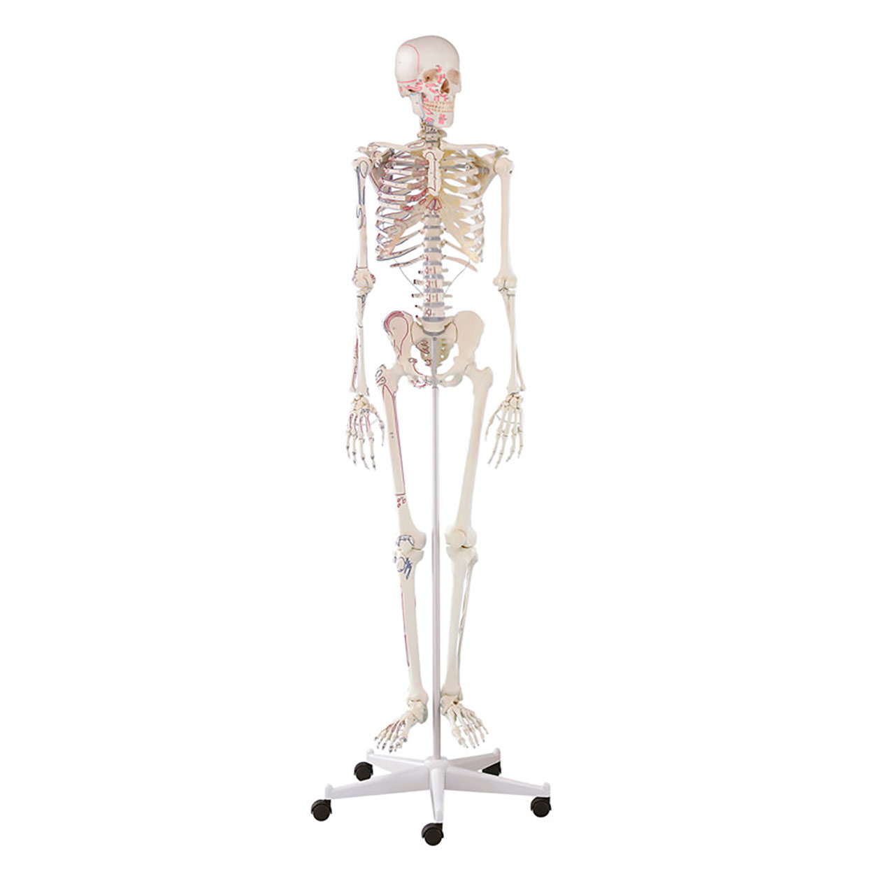 Skeleton with muscles incl. stand, 180 cm - buy online | Sport-Tec
