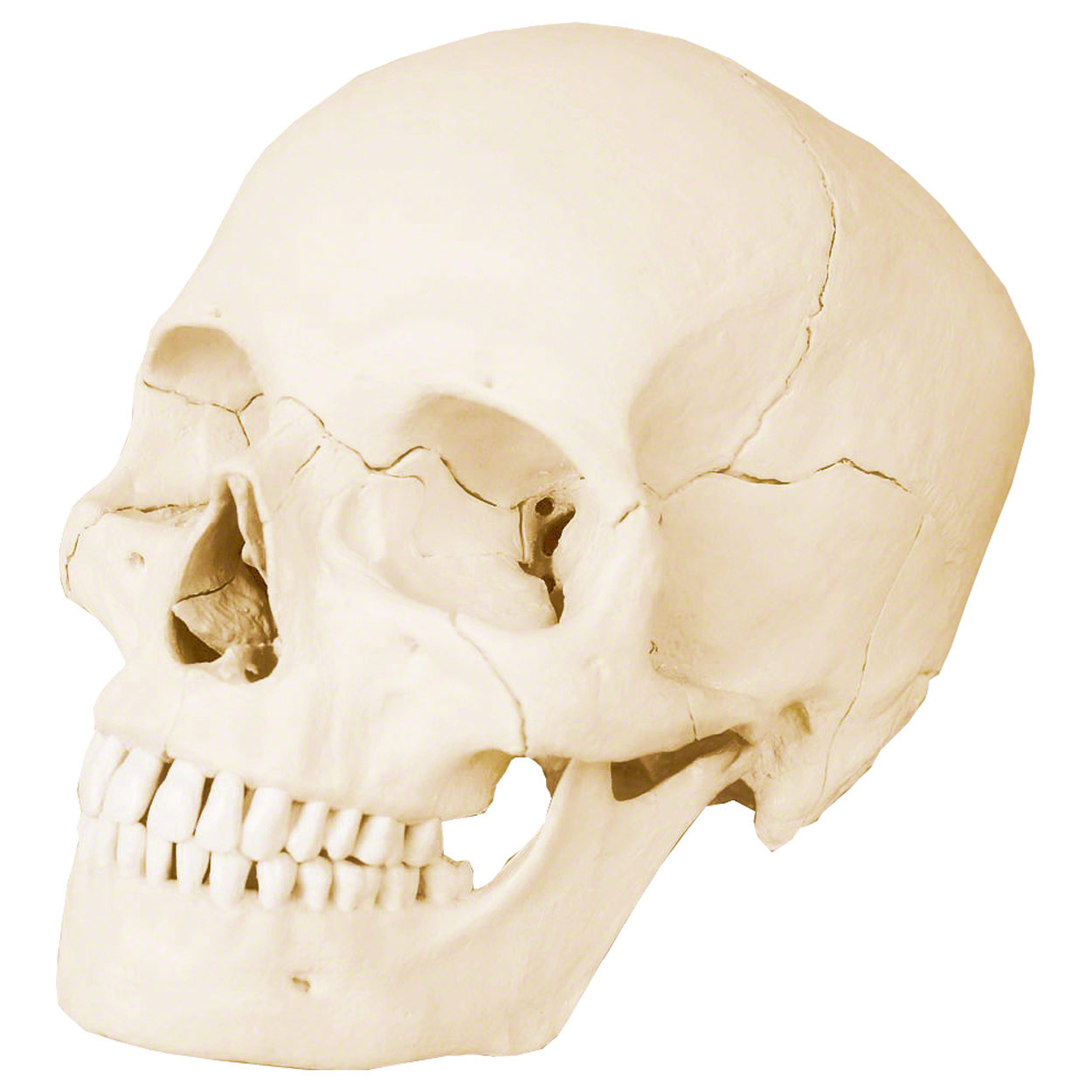 Snap skull, 18-piece, white - buy online | Sport-Tec