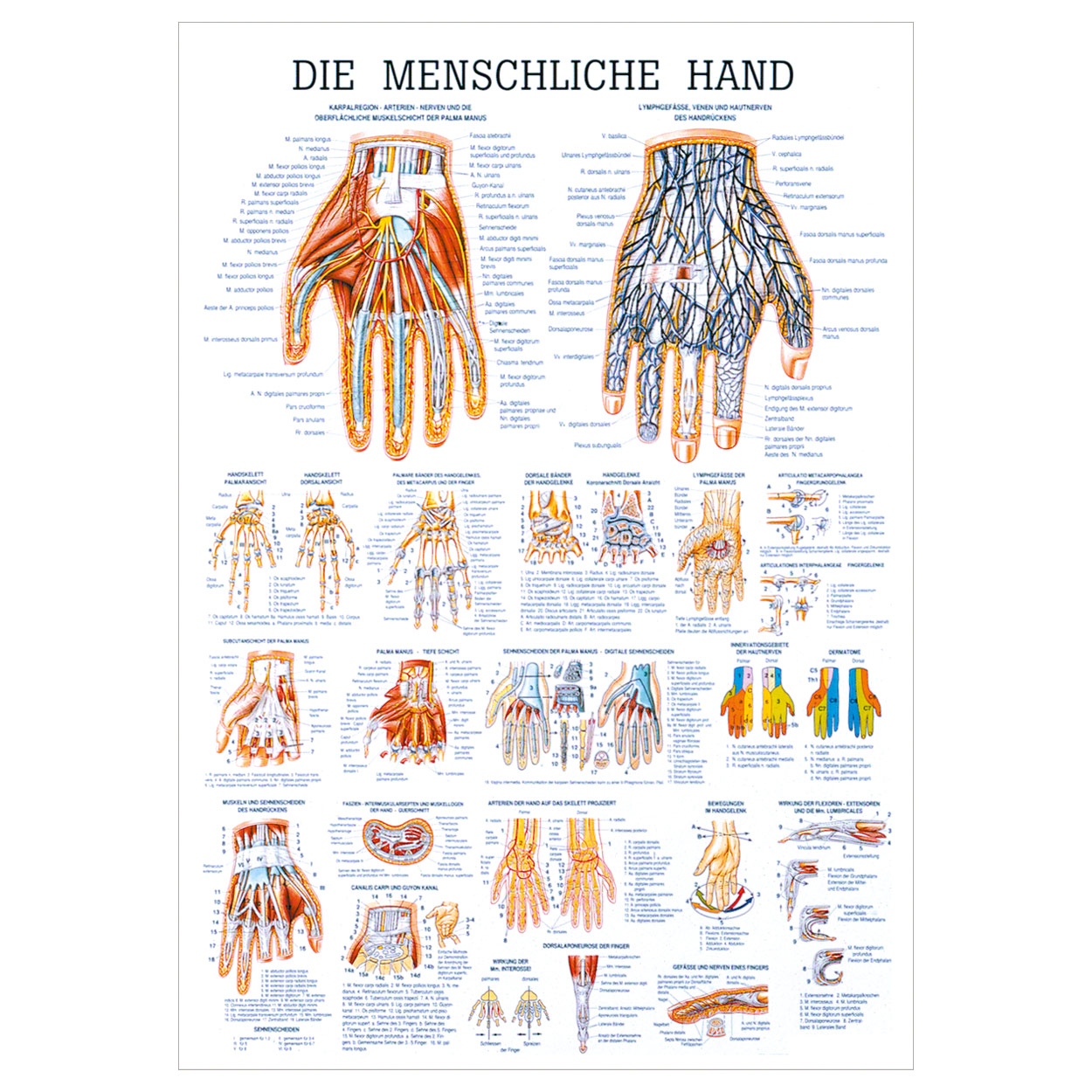 Wall chart - The Hand - , LxW 100x70 cm - buy online | Sport-Tec