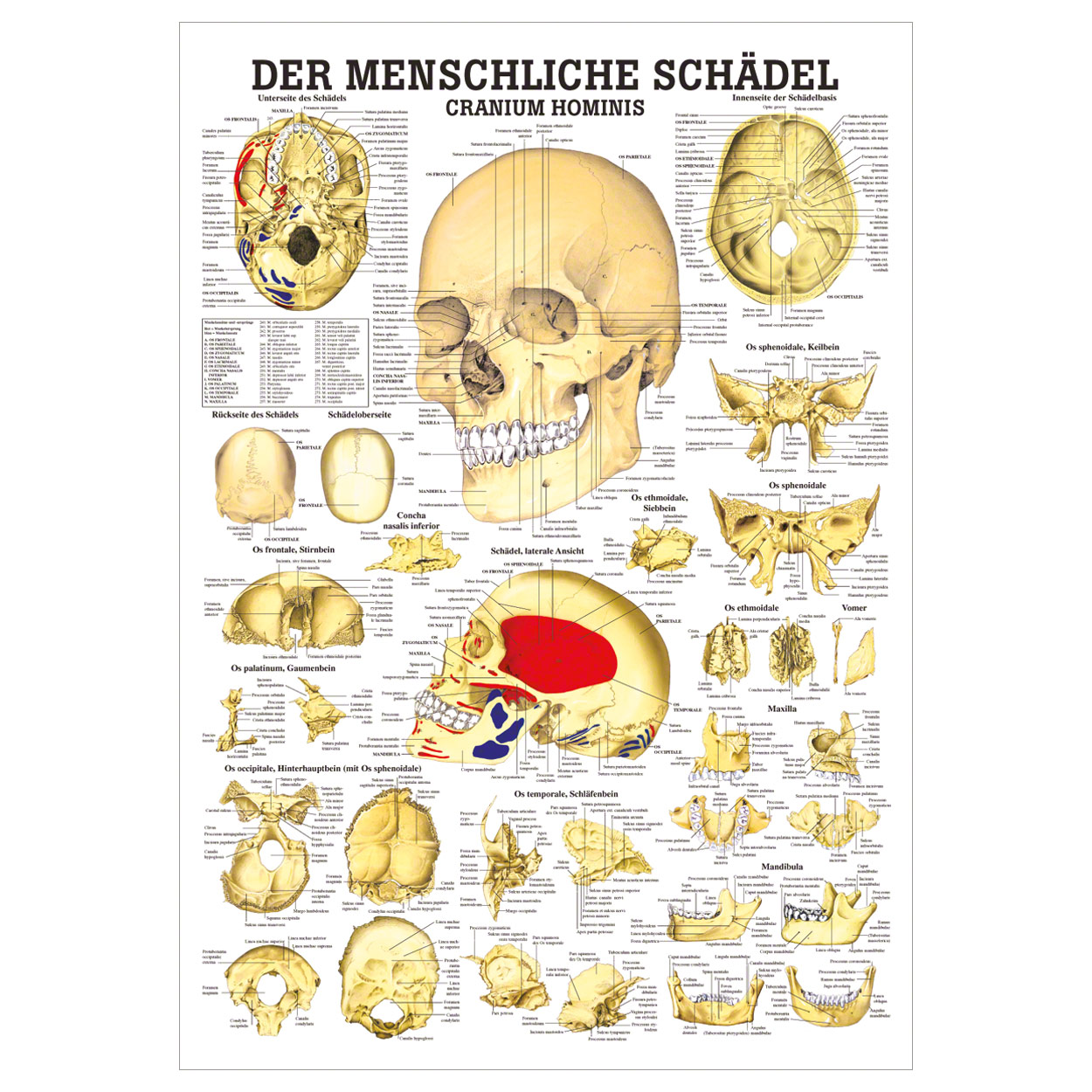 Wall chart - The Skull - , LxW 100x70 cm