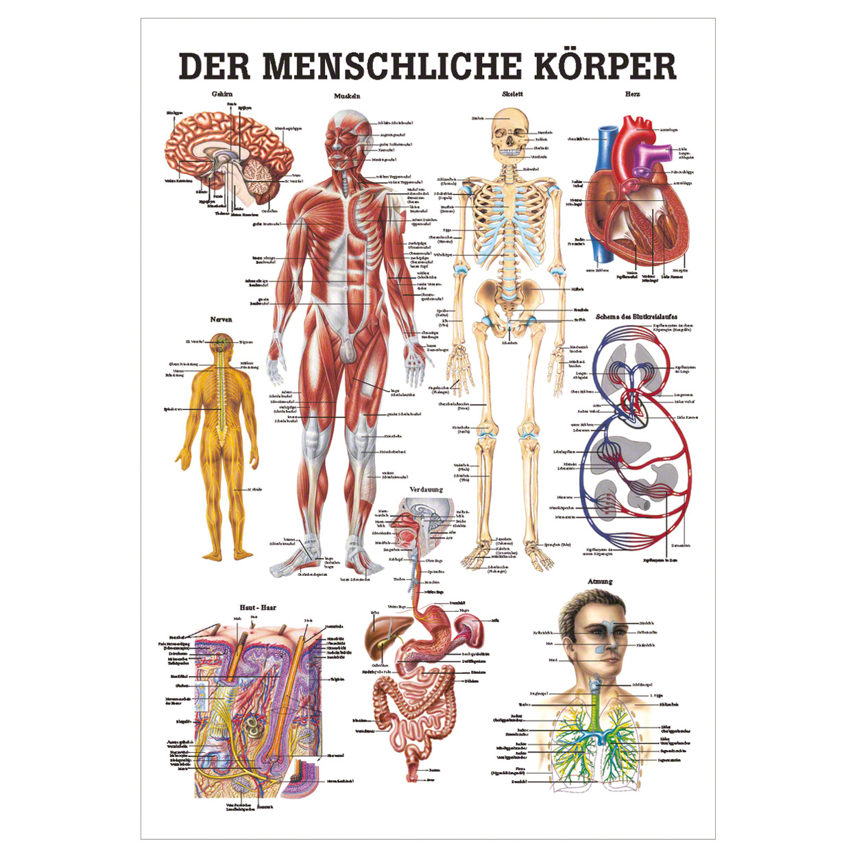 menschen schema