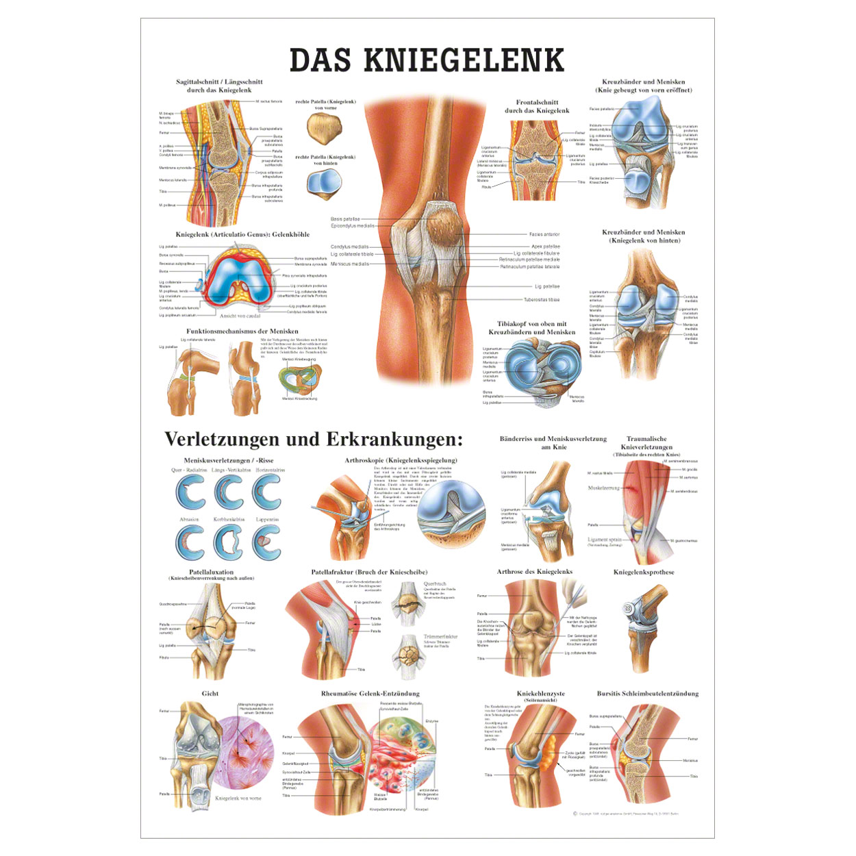 Wall chart - The knee joint - L x 100x70 cm - buy online | Sport-Tec