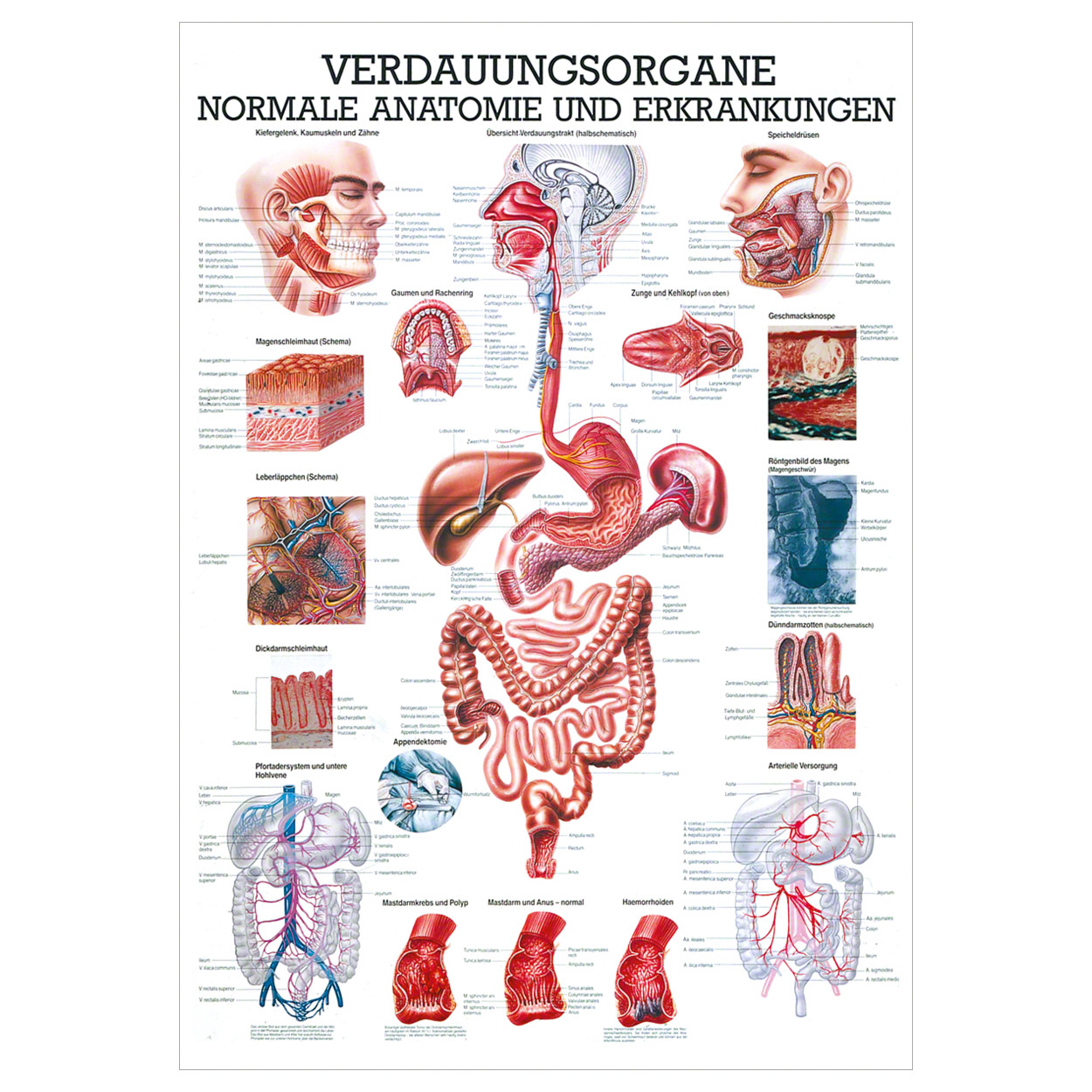 Wall chart - digestive organs - , LxW 100x70 cm