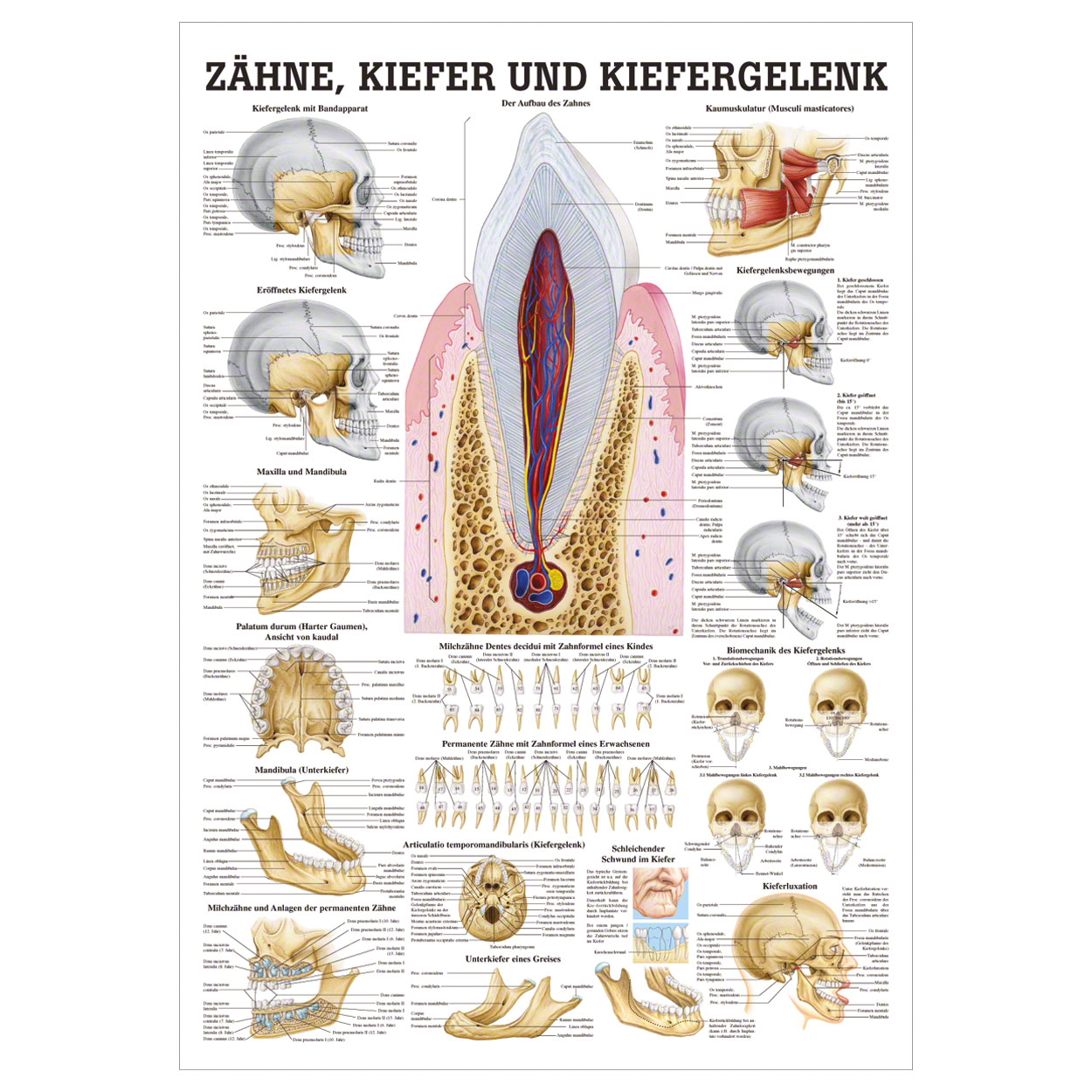 Wall chart - teeth and jaw joint, - LxW 100x70 cm - buy online | Sport-Tec