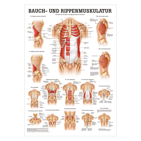 Poster - abdominal and intercostal muscles - L x W 70x50 cm buy online ...
